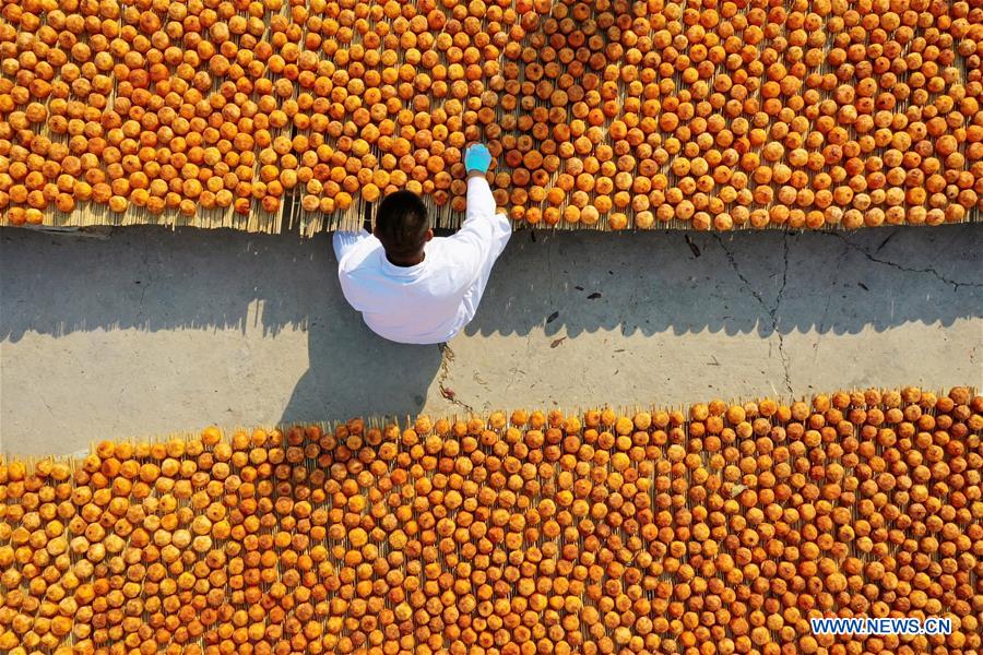 Villagers dry persimmons in Qianshantun Village, Hebei-China Story